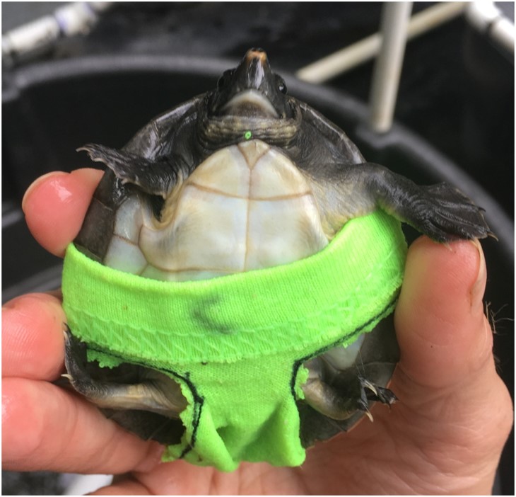 Turtles in the Jungle: A Flagler Professor’s Conservation Story – The ...